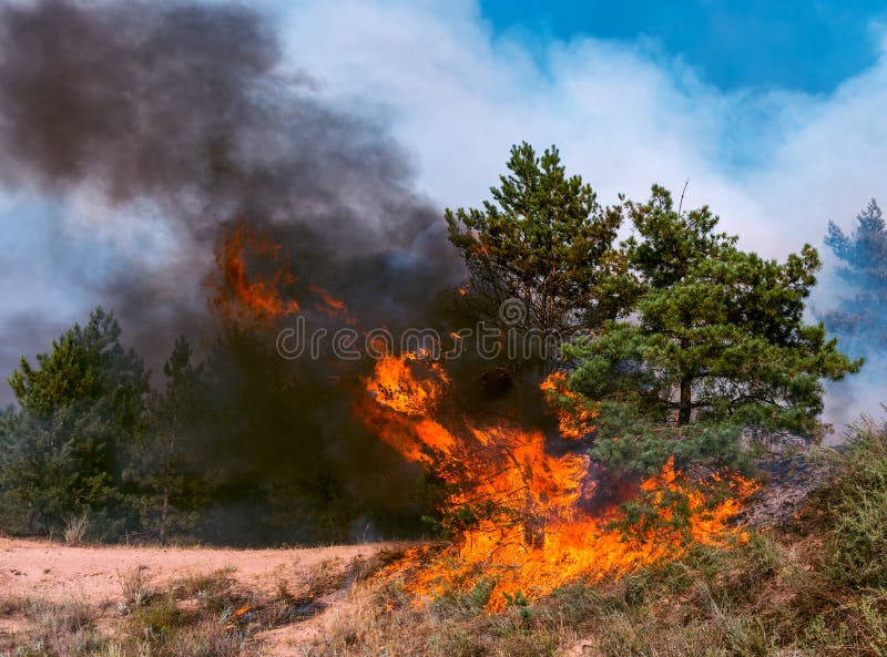 Forest Fire. Burned Trees after Forest Fires and Lots of Smoke Stock ...