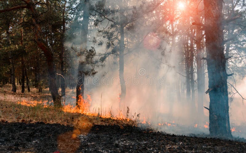Forest Fire. Burned Trees after Forest Fires and Lots of Smoke Stock ...