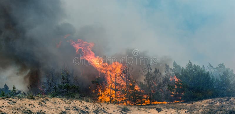 Forest Fire. Burned Trees after Forest Fires and Lots of Smoke Stock ...