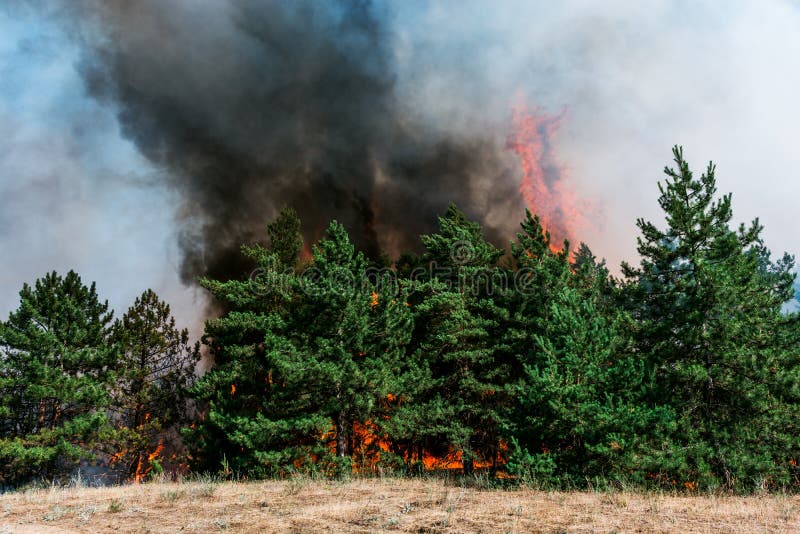 Forest Fire. Burned Trees after Forest Fires and Lots of Smoke Stock ...
