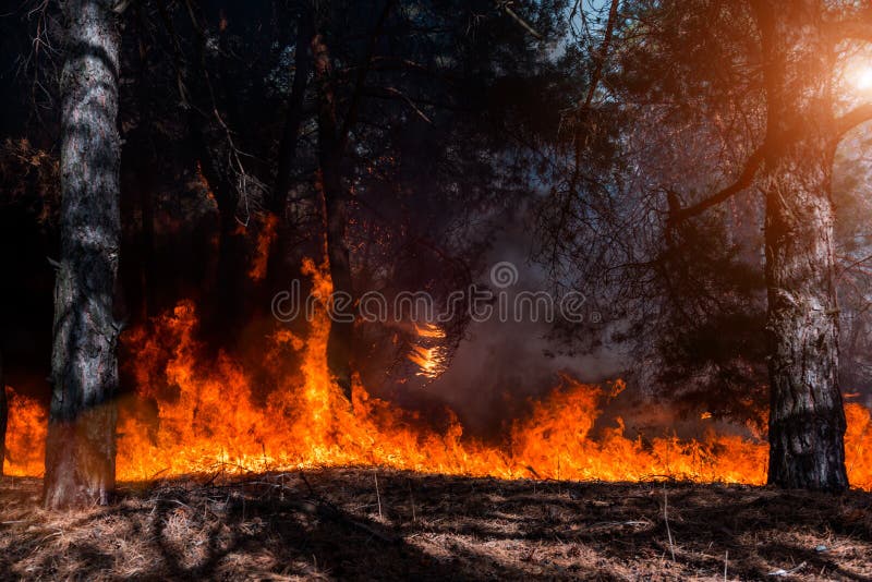 Forest Fire. Burned Trees after Forest Fires and Lots of Smoke Stock ...