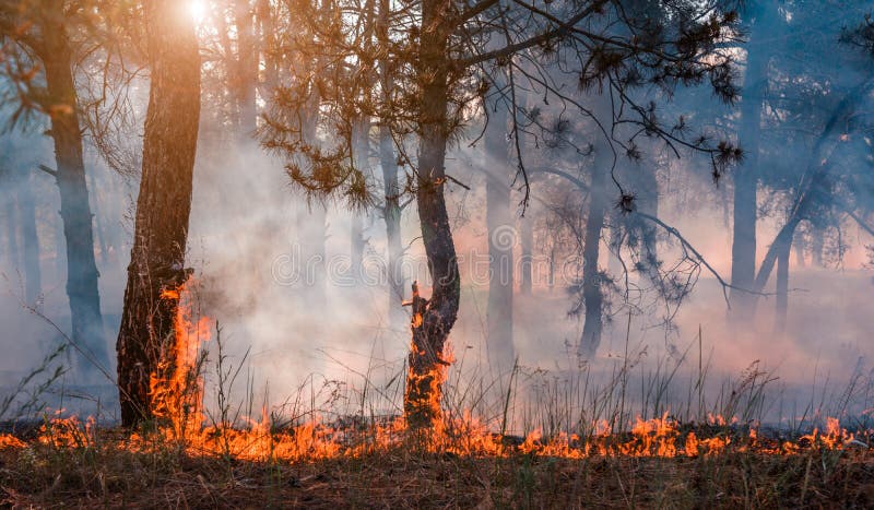 Forest Fire. Burned Trees after Forest Fires and Lots of Smoke Stock ...