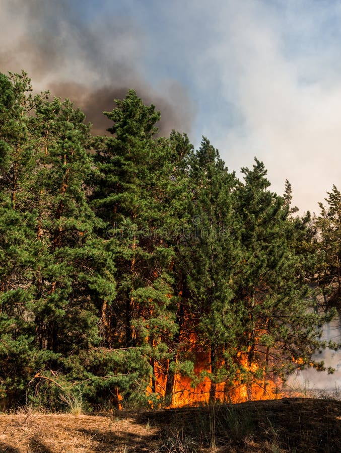 Forest Fire. Burned Trees after Forest Fires and Lots of Smoke Stock ...