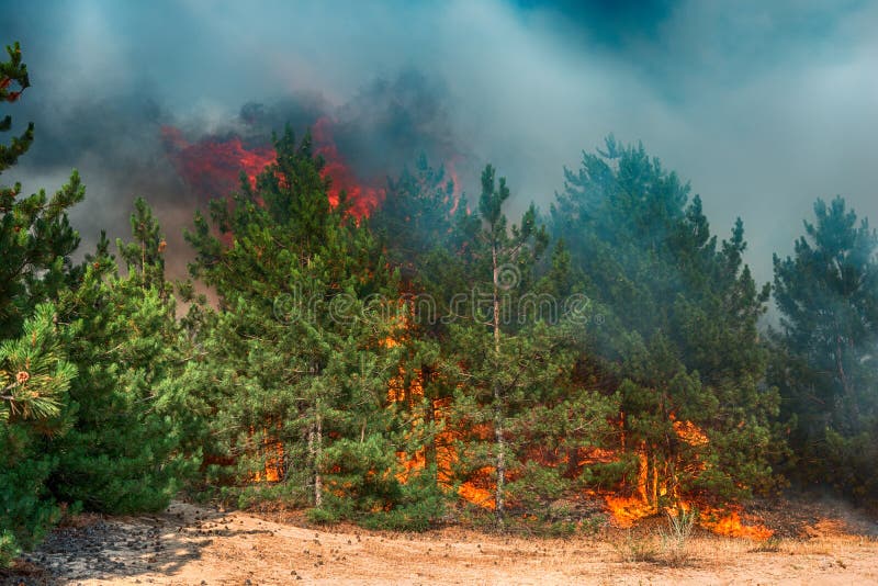 Forest Fire. Burned Trees after Forest Fires and Lots of Smoke Stock ...