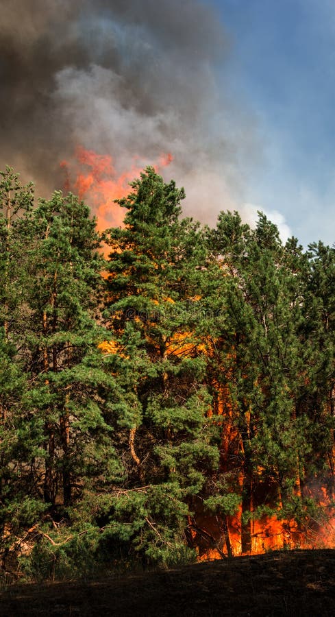 Forest Fire. Burned Trees after Forest Fires and Lots of Smoke. Stock ...