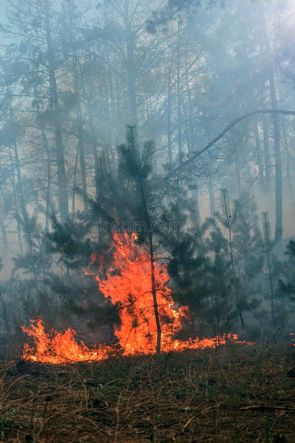 Forest Fire. Burned Trees after Forest Fires and Lots of Smoke. Stock ...