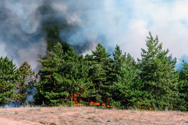 Forest Fire. Burned Trees after Forest Fires and Lots of Smoke. Stock ...