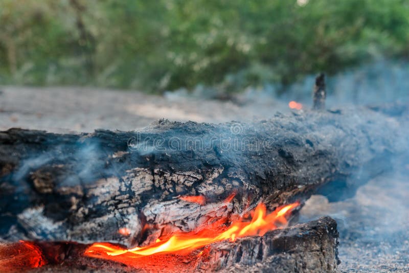 Forest Fire. Burned Trees after Wildfire Stock Photo - Image of ecology ...