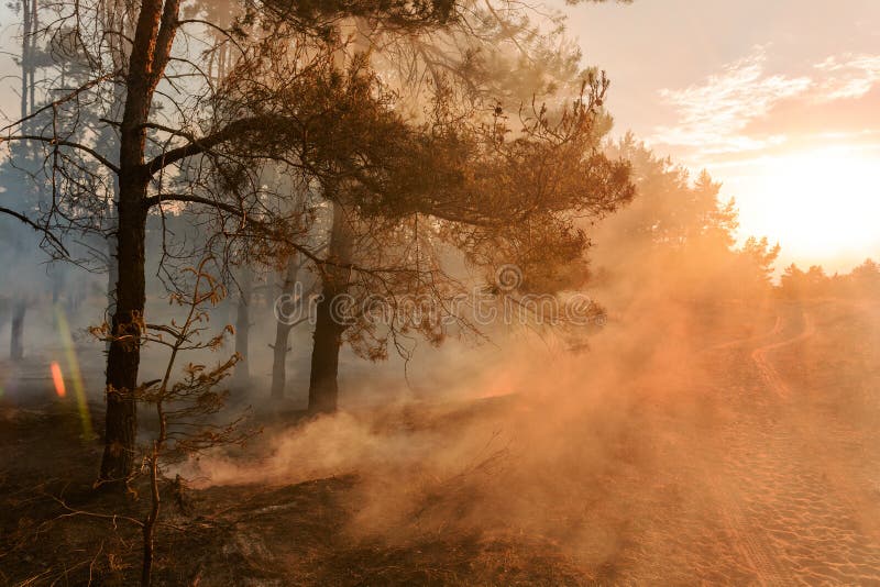 Forest Fire. Burned Trees After Wildfire Stock Photo - Image of heat ...