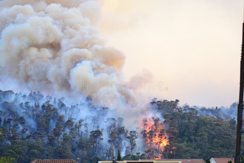 Forest Fire. Burned Trees after Wildfire, Pollution and a Lot of Smoke ...