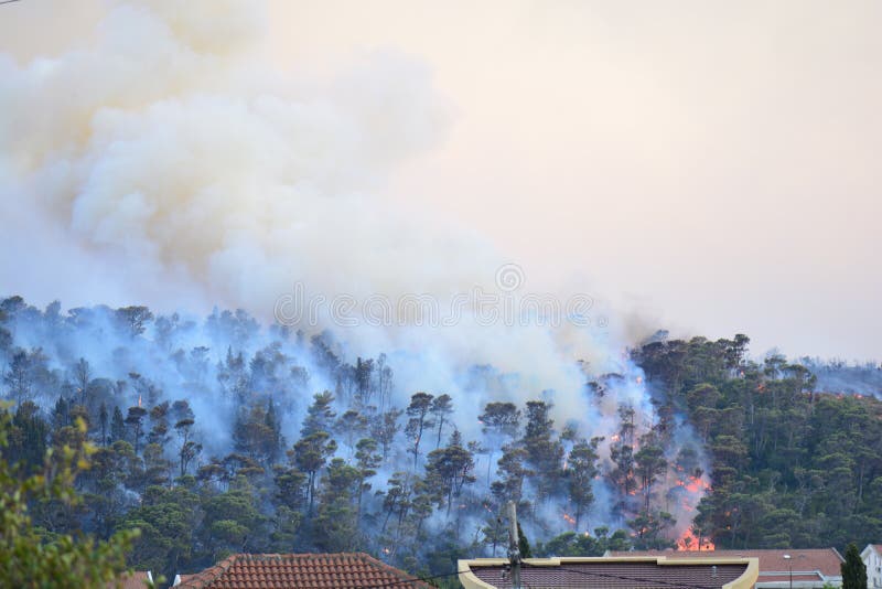 Forest Fire. Burned Trees after Wildfire, Pollution and a Lot of Smoke ...