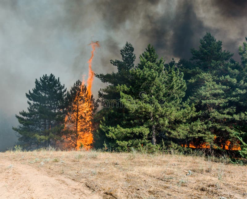 Cut Off Trees after a Wildfire Stock Image - Image of global, black ...