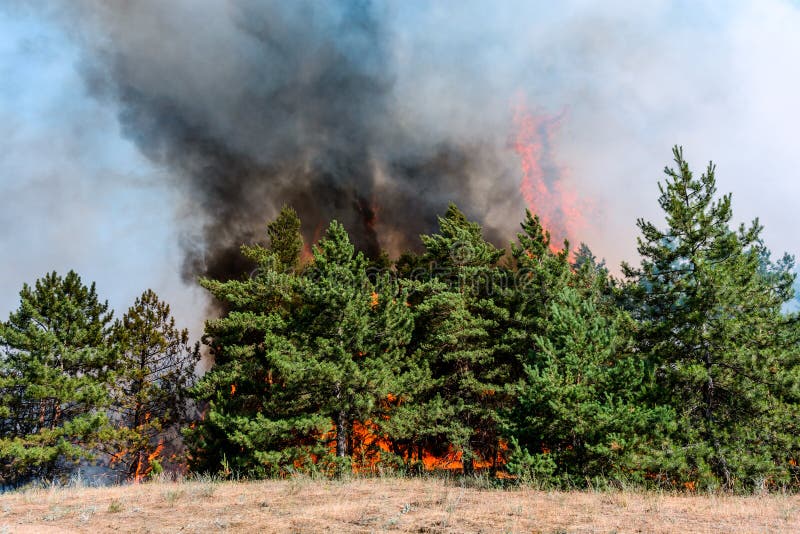 Forest Fire. Burned Trees after Wildfire, Pollution and a Lot of Smoke ...