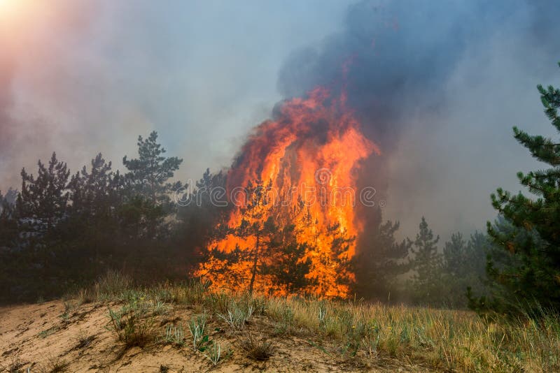 Forest Fire. Burned Trees after Wildfire, Pollution and a Lot of Smoke ...