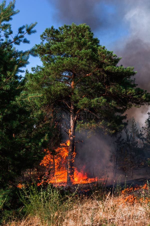 Forest Fire. Burned Trees after Wildfire, Pollution and a Lot of Smoke ...