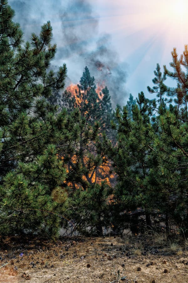 Forest Fire. Burned Trees after Wildfire, Pollution and a Lot of Smoke ...