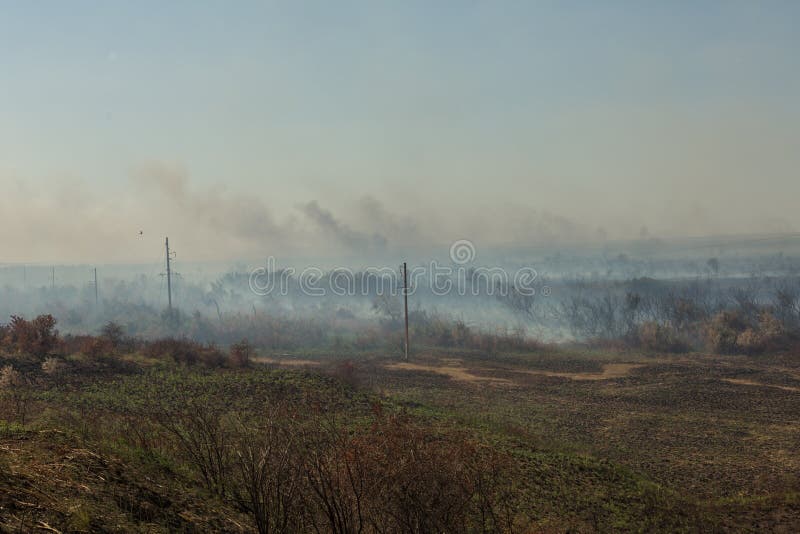 Forest Fire. Burned Trees after Wildfire, Pollution Stock Photo - Image ...