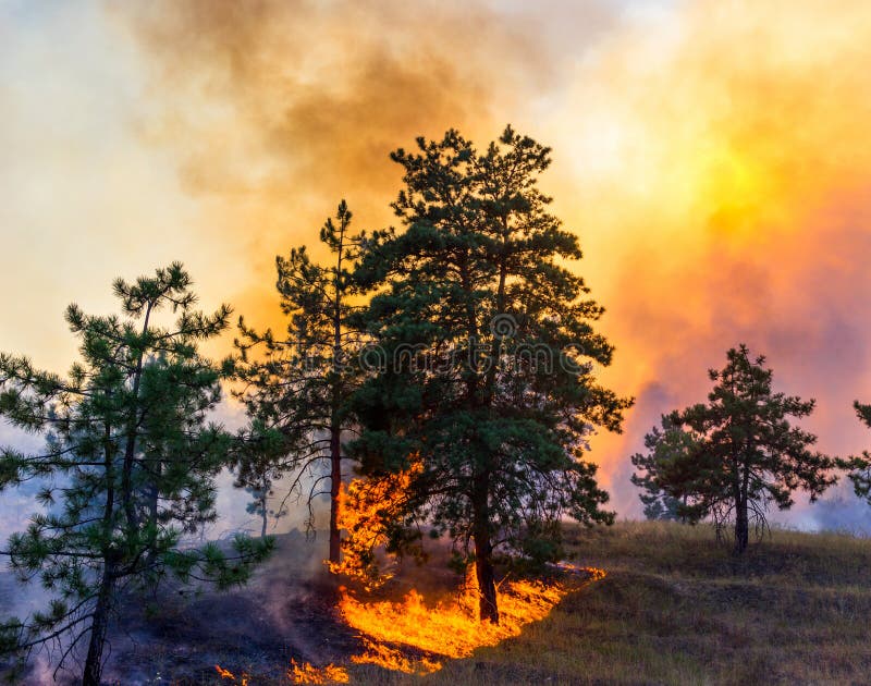 Forest Fire. Burned Trees after Wildfire, Pollution and a Lot of Smoke ...