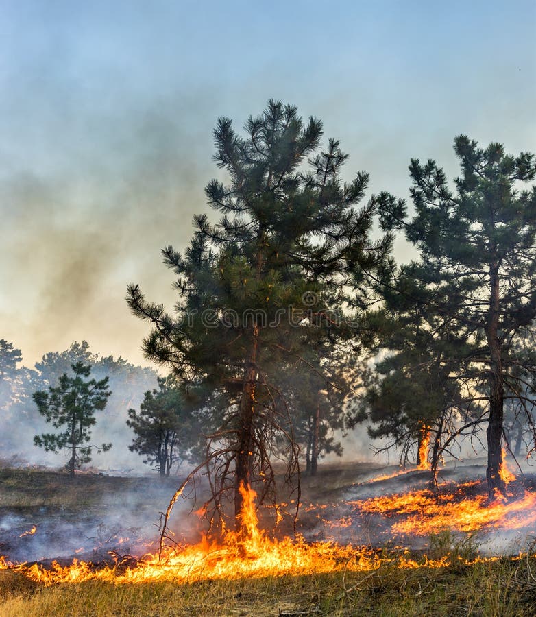 Forest Fire. Burned Trees after Wildfire, Pollution and a Lot of Smoke ...