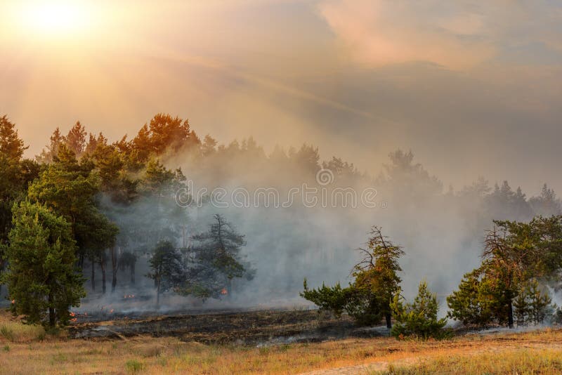 Forest Fire. Burned Trees after Wildfire, Pollution and a Lot of Smoke ...