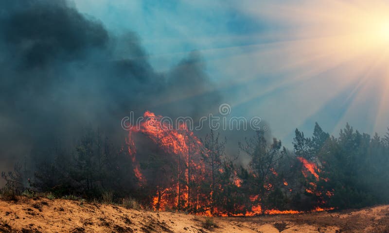 Forest Fire. Burned Trees after Wildfire, Pollution and a Lot of Smoke ...