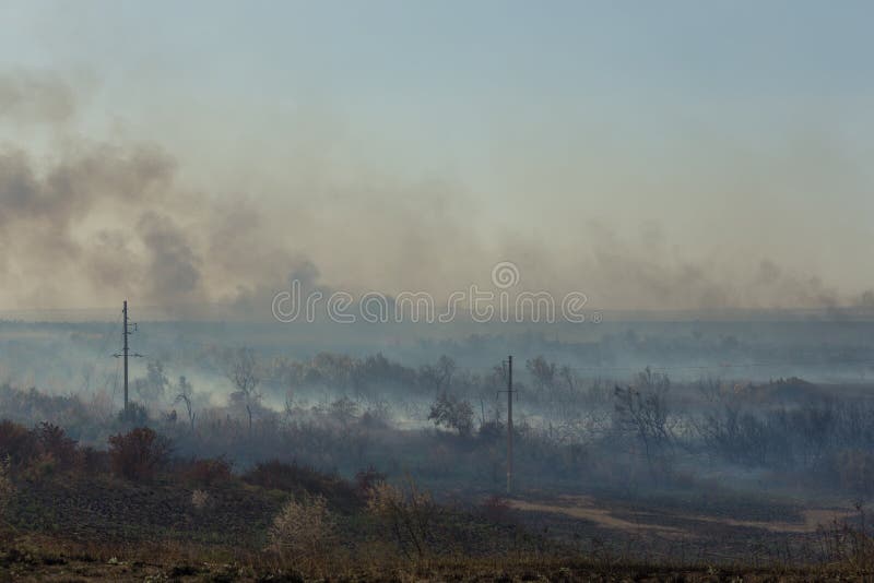 Forest Fire. Burned Trees after Wildfire, Pollution Stock Photo - Image ...