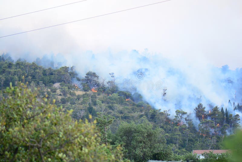 Forest Fire. Burned Trees after Wildfire, Pollution and a Lot of Smoke ...