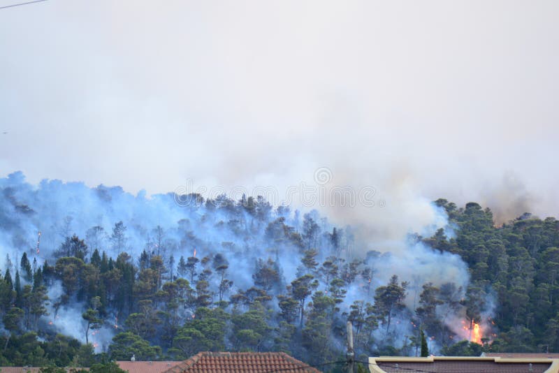 Forest Fire. Burned Trees after Wildfire, Pollution and a Lot of Smoke ...