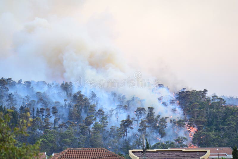 Forest Fire. Burned Trees after Wildfire, Pollution and a Lot of Smoke ...