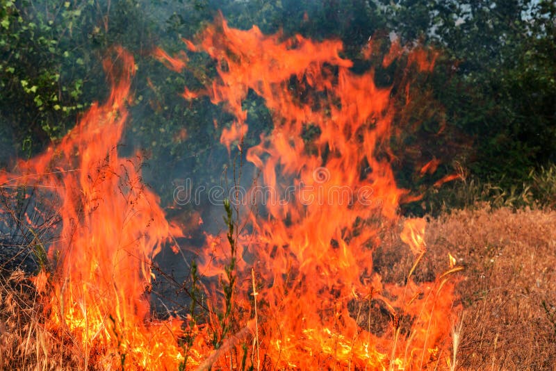 Forest Fire. Burned Trees after Wildfire, Pollution and a Lot of Smoke ...