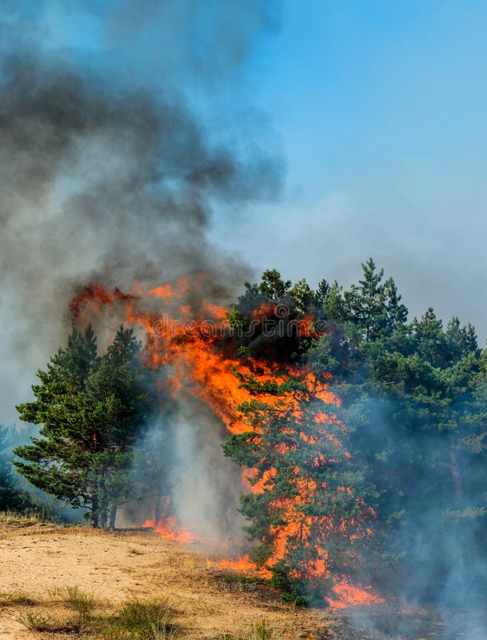 Forest Fire. Burned Trees after Wildfire, Pollution and a Lot of Smoke ...