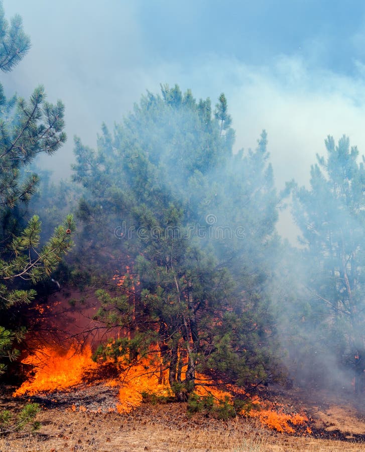 Forest Fire. Burned Trees after Wildfire, Pollution and a Lot of Smoke ...