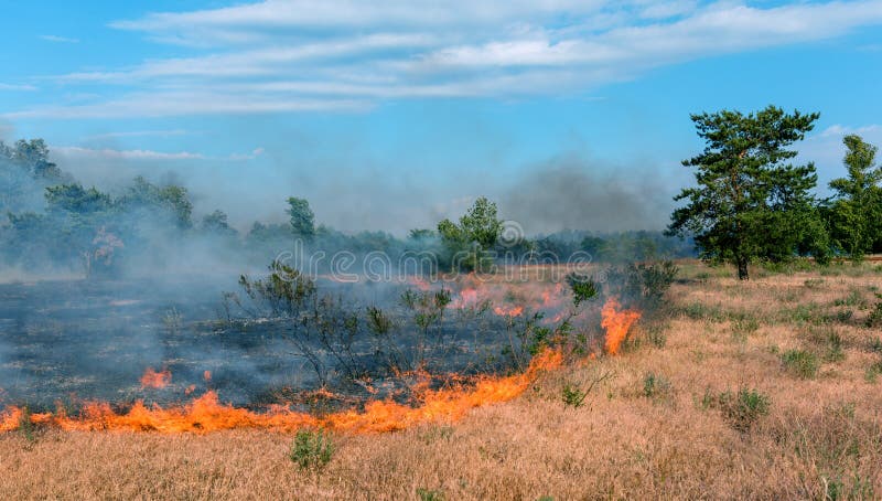 Forest Fire. Burned Trees after Wildfire, Pollution and a Lot of Smoke ...