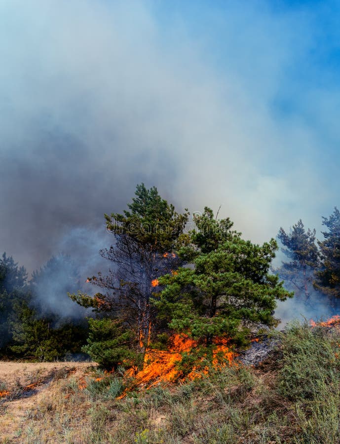 Forest Fire. Burned Trees after Wildfire, Pollution and a Lot of Smoke ...