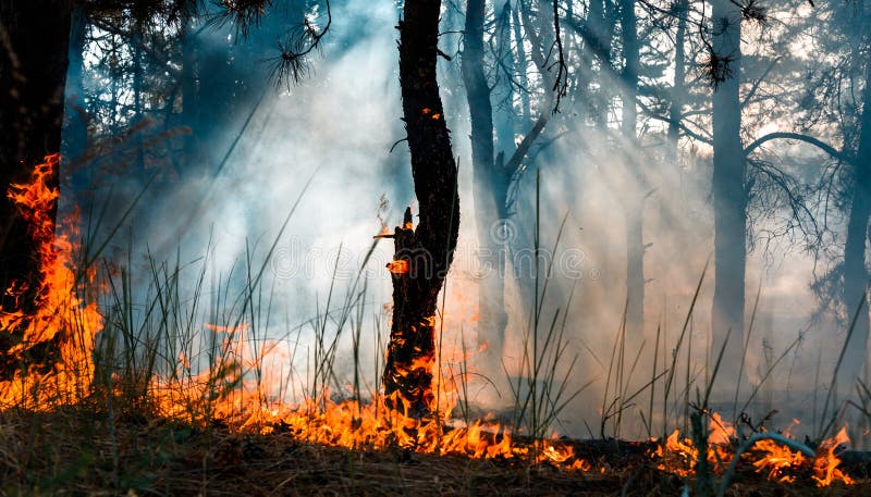 Forest Fire. Burned Trees after Wildfire, Pollution and a Lot of Smoke ...