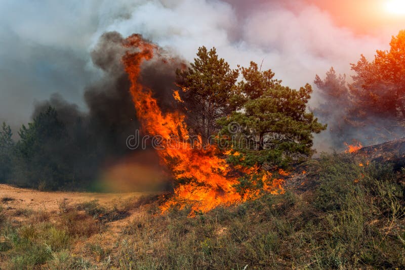 Forest Fire. Burned Trees after Wildfire, Pollution and a Lot of Smoke ...