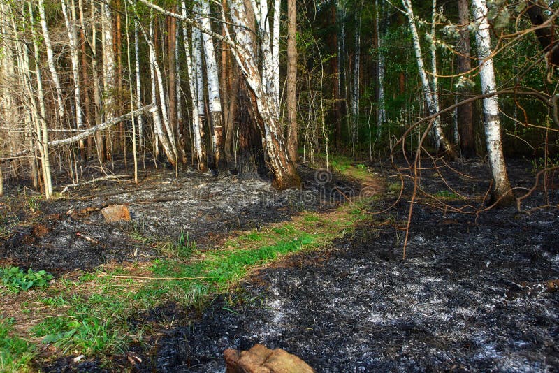 The Forest Fire Burned Vegetation. only a Forest Path with Green Grass ...