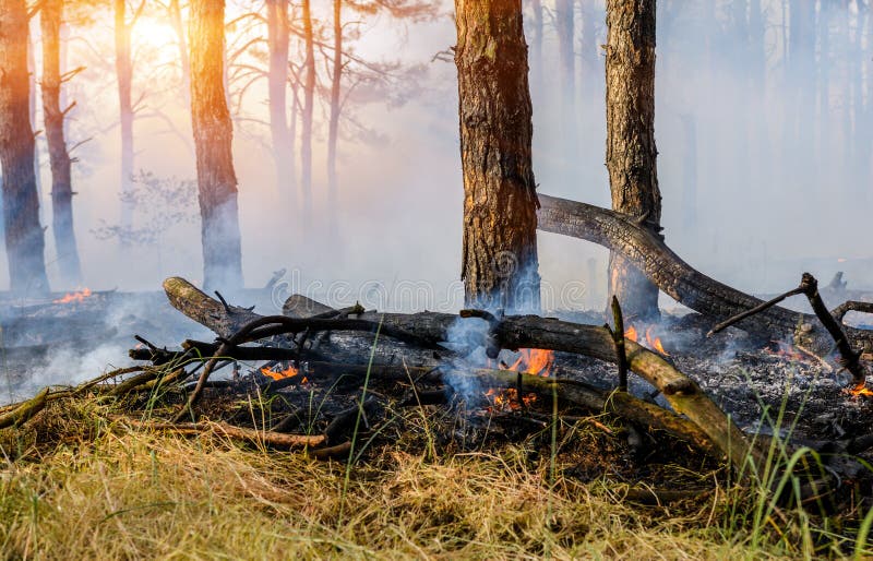 Forest Fire Burning photo stock. Image du flamme, enflammez - 100106964