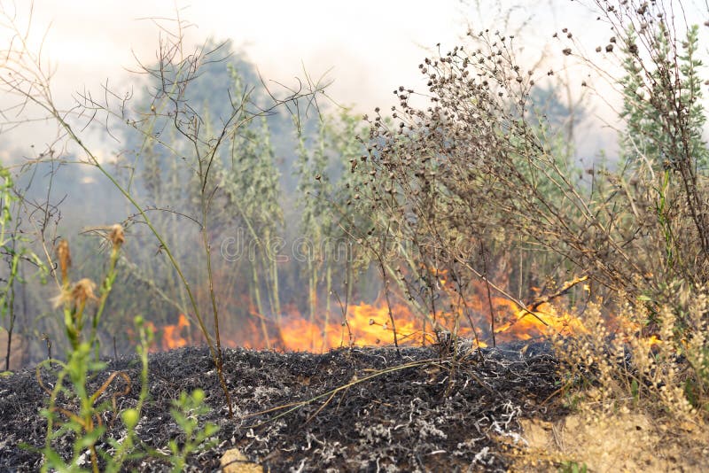 Forest Fire Burning Dry Grass. Summer, Drought Stock Photo - Image of ...