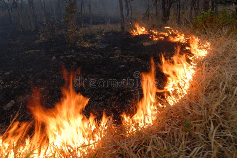 Forest Fire, Burning of Grass and Small Trees Stock Photo - Image of ...