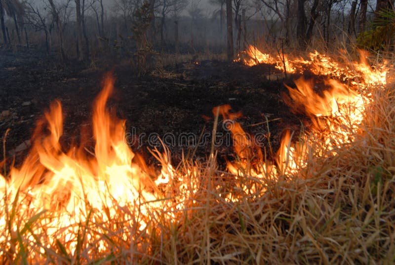 Forest Fire, Burning of Grass and Small Trees Stock Image - Image of ...