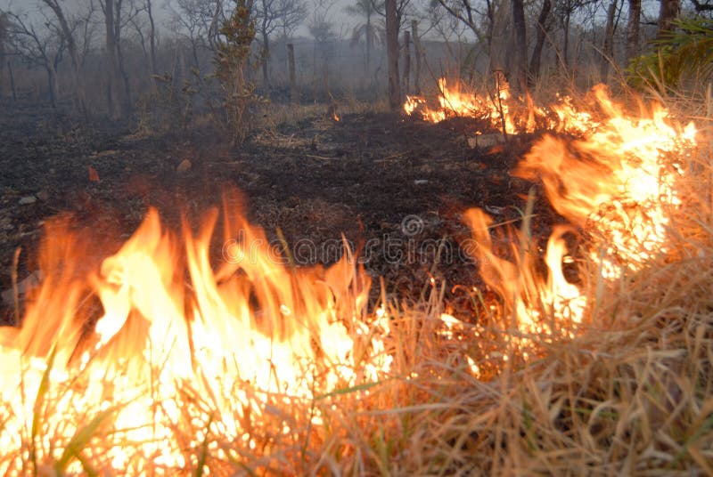 Forest Fire, Burning of Grass and Small Trees Stock Image - Image of ...