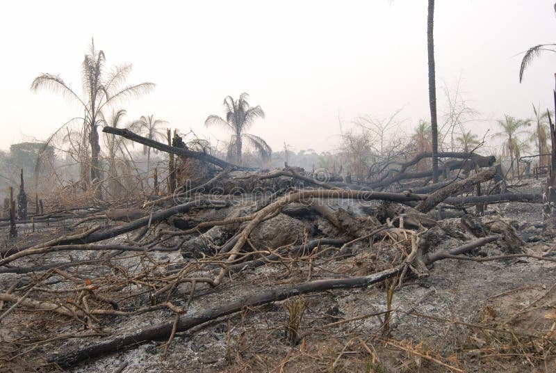 Forest Fire, Burning of Grass and Small Trees Stock Photo - Image of ...