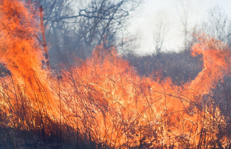 Burning grass stock image. Image of wild, wildfire, orange - 262722825