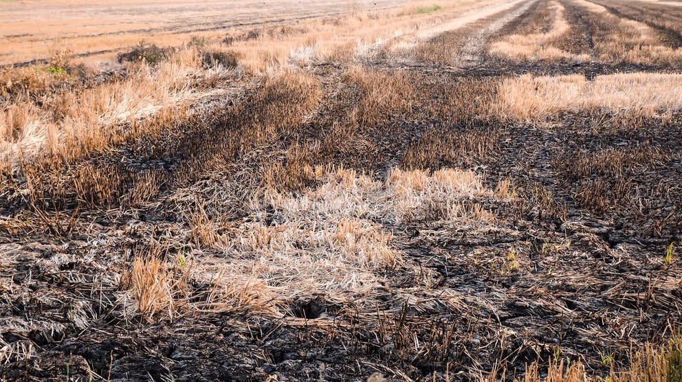 Forest Fire, Burning Grass and Small Trees. Fire Burns Grass and ...