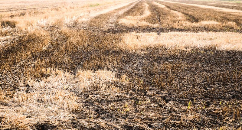 Forest Fire, Burning Grass and Small Trees. Fire Burns Grass and ...