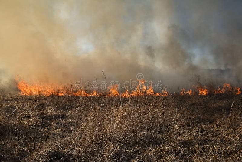Forest Fire, Burning Grass and Small Trees Stock Image - Image of black ...