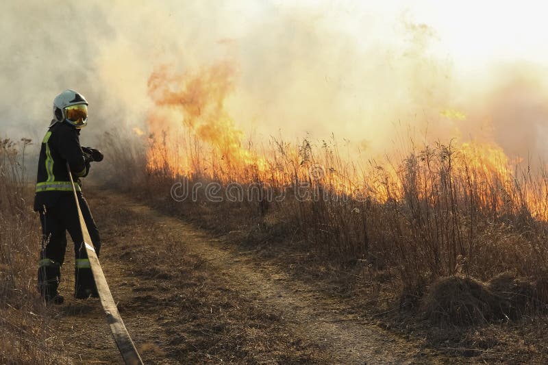 Forest Fire, Burning Grass and Small Trees Stock Image - Image of black ...