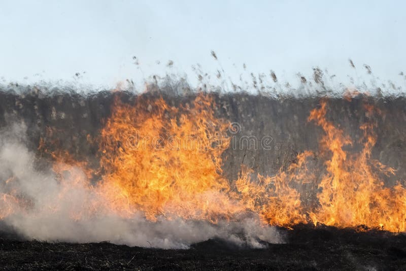 Forest Fire, Burning Grass and Small Trees Stock Image - Image of black ...
