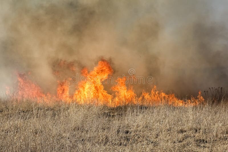 Forest Fire, Burning Grass and Small Trees Stock Photo - Image of ...